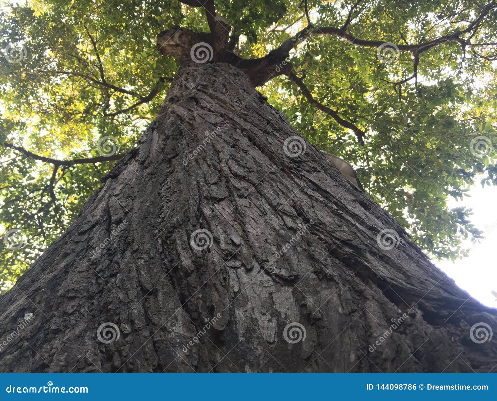Stems of tree stock photo. Image of green, forest, environment - 144098786
