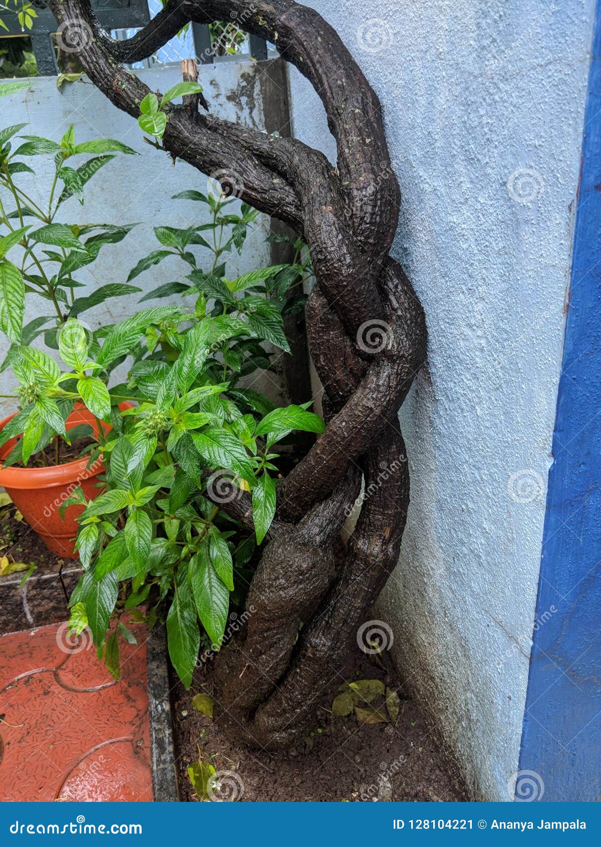 Twisted limbs stock image. Image of tree, twisted, limbs - 128104221