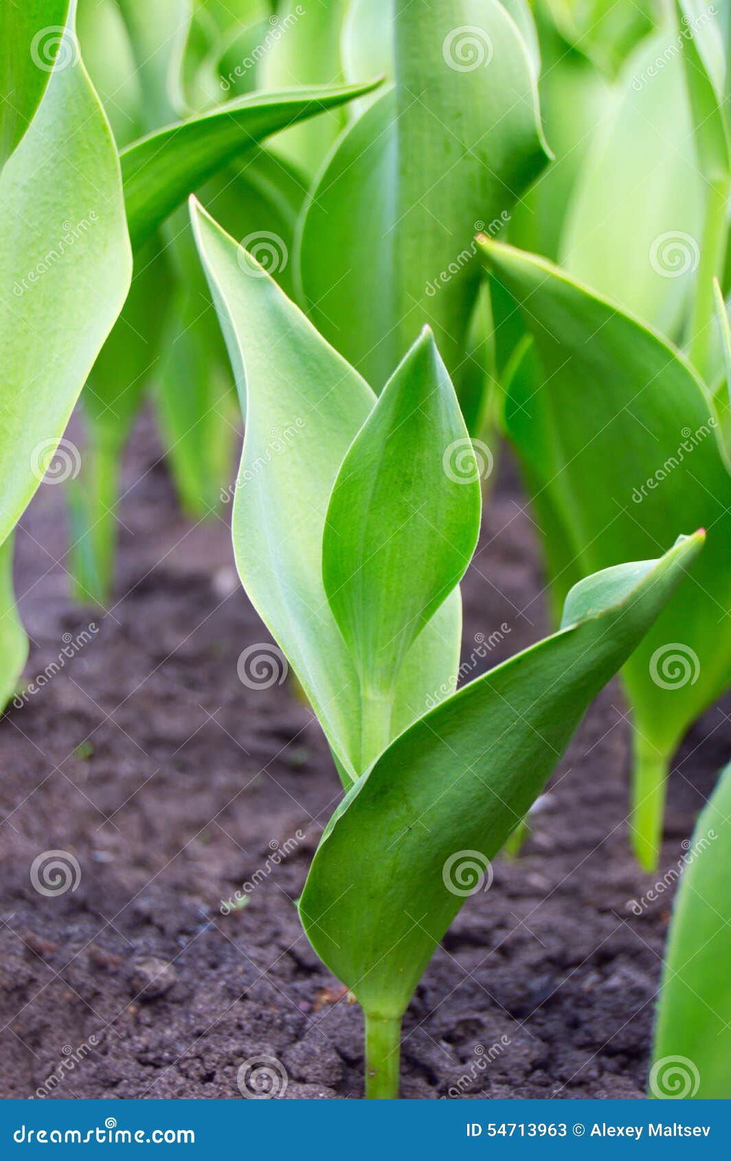 Stems of Tulips in the Ground Stock Image - Image of florist, blur ...
