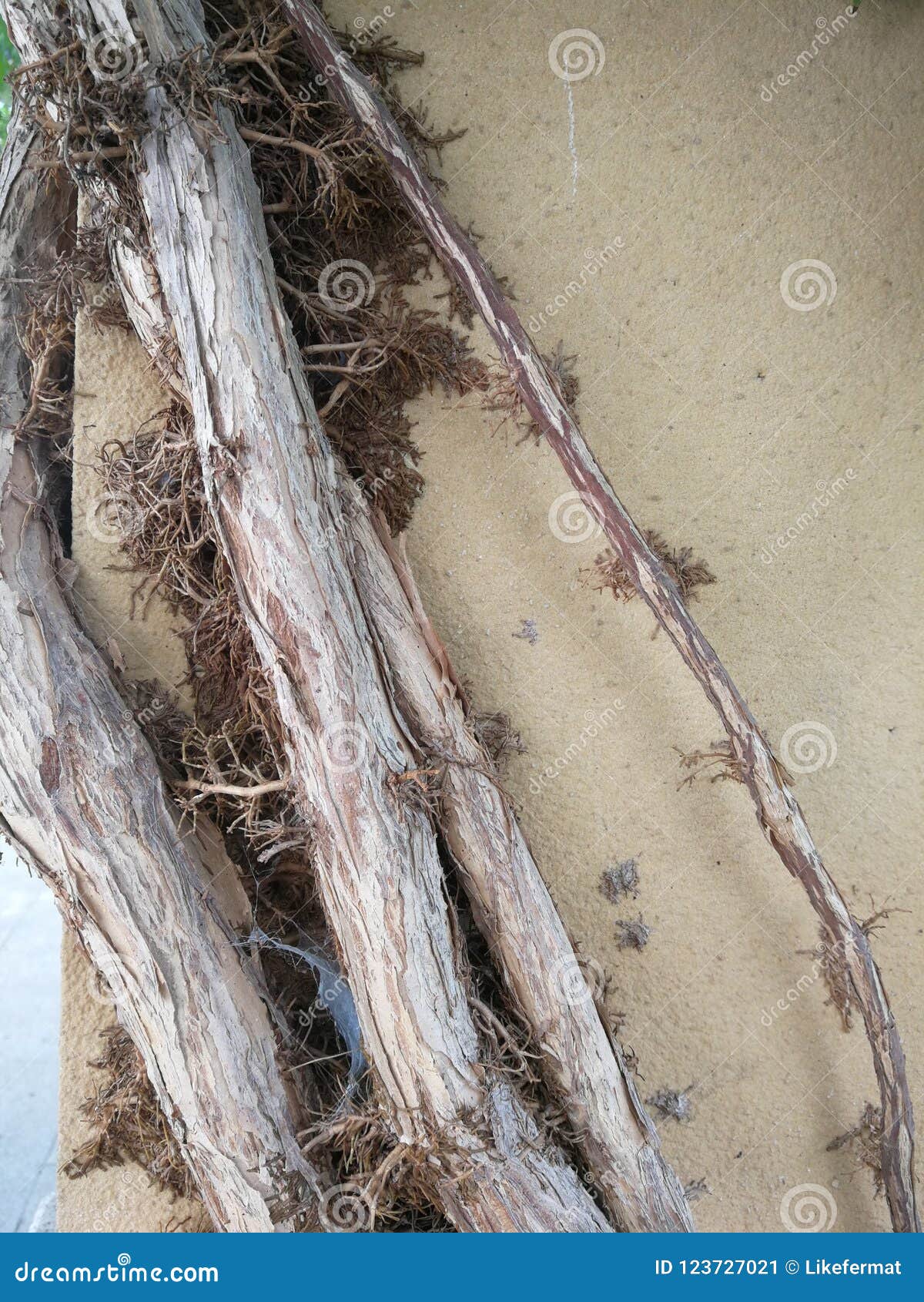 Timbo stock image. Image of cirrus, stems, stem, vines - 123727021