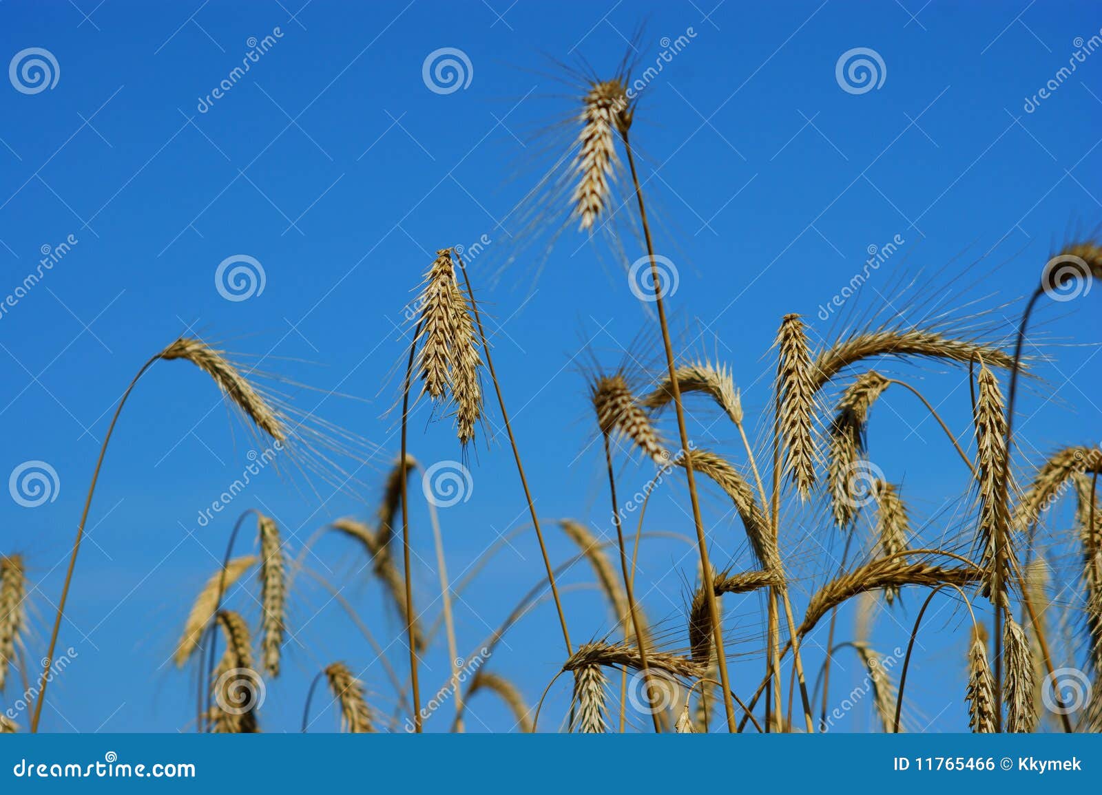 Stems of wheat stock photo. Image of kernel, farm, meal - 11765466