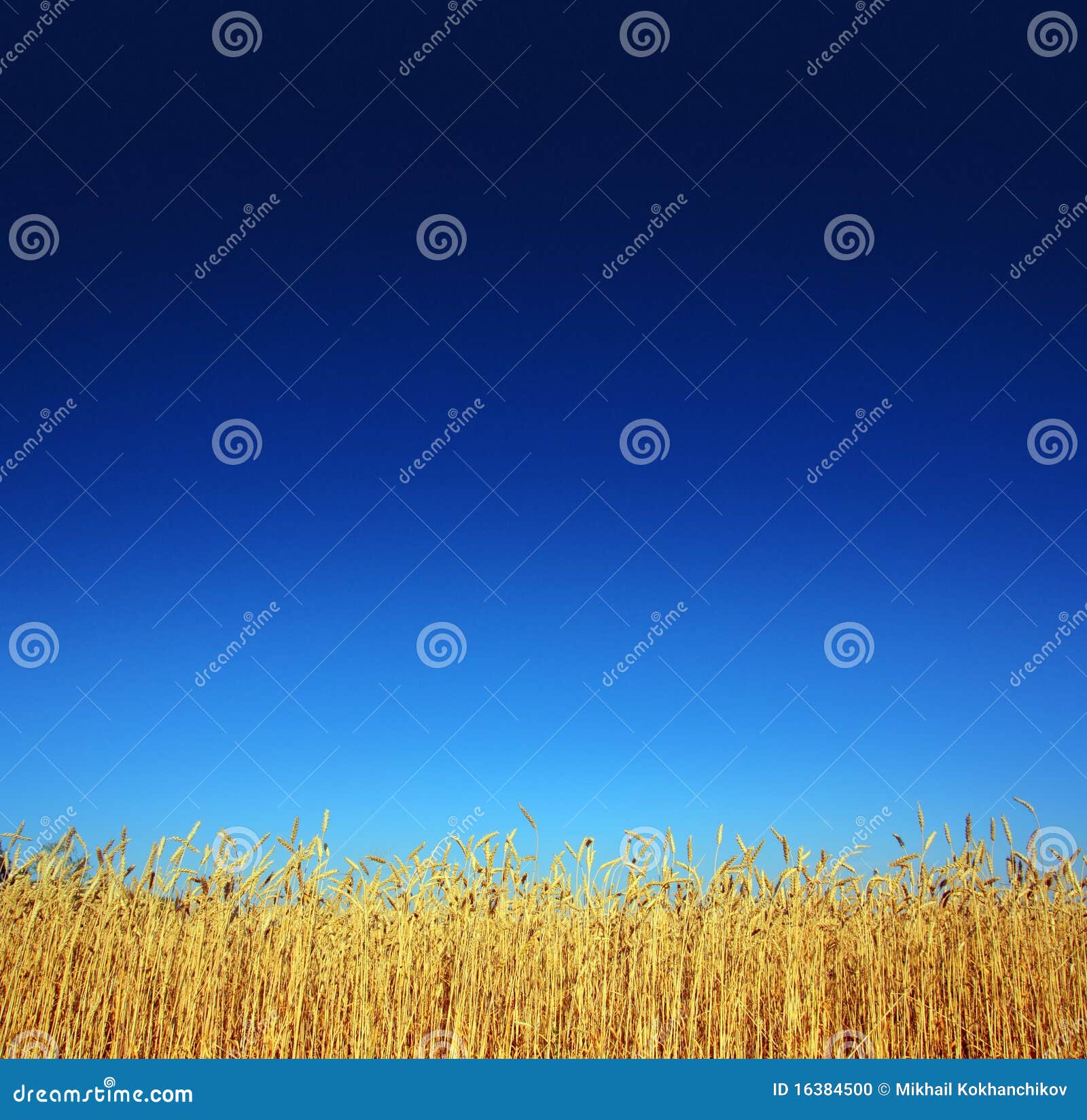 Stems of the wheat stock photo. Image of farm, ripe, produce - 16384500