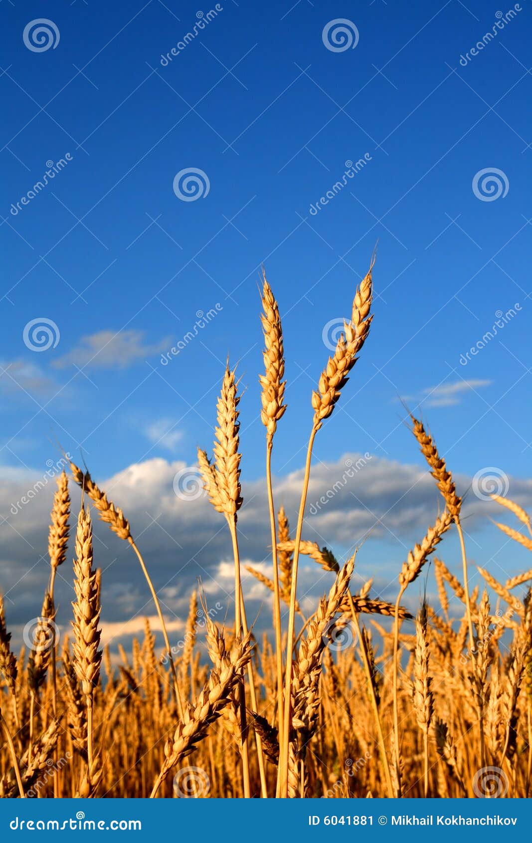 Stems of the wheat stock image. Image of growth, ripe - 6041881