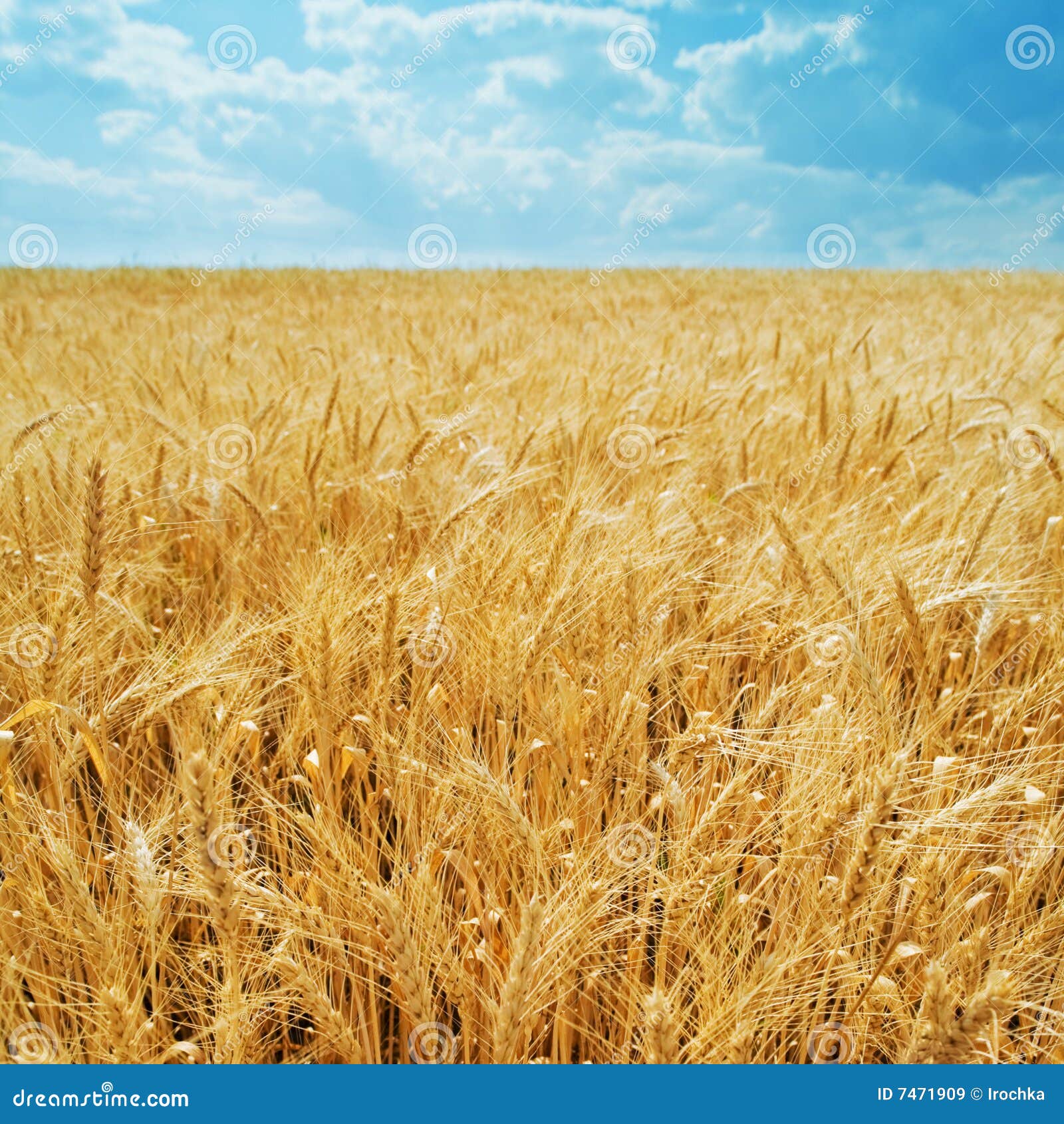 Stems of the wheat stock image. Image of cereal, harvest - 7471909