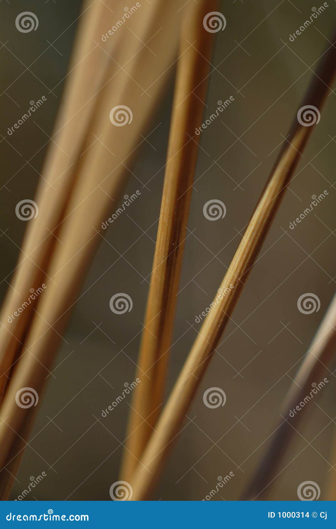 Stems of wild Grass stock photo. Image of fields, nature - 1000314