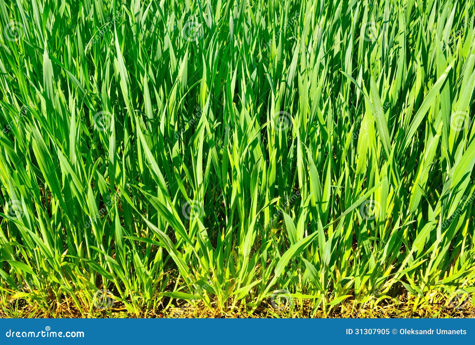 The Stems of Young Plants of Grain Crops in the Field. Stock Image ...