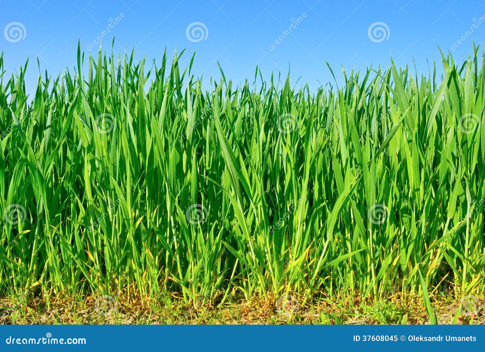 The Stems of Young Plants of Grain Crops in the Field Stock Image ...