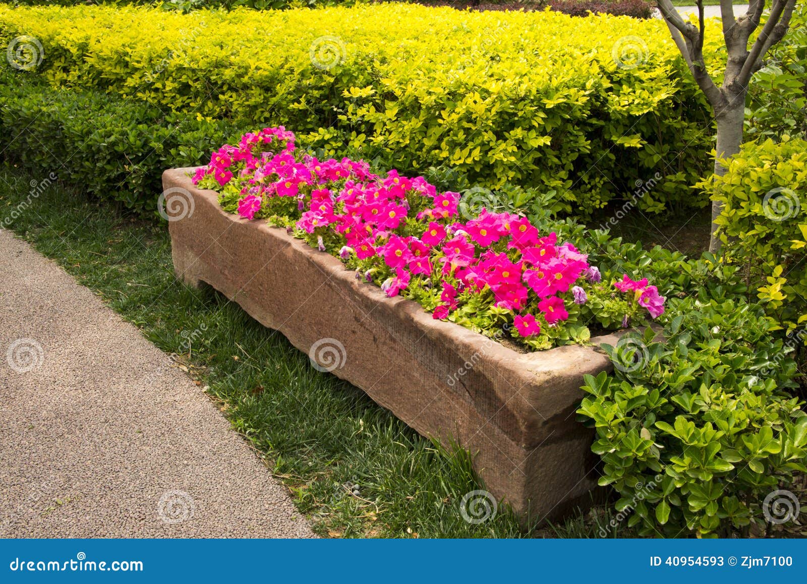 Sten rabatt, blomma fotografering för bildbyråer. Bild av rosa - 40954593