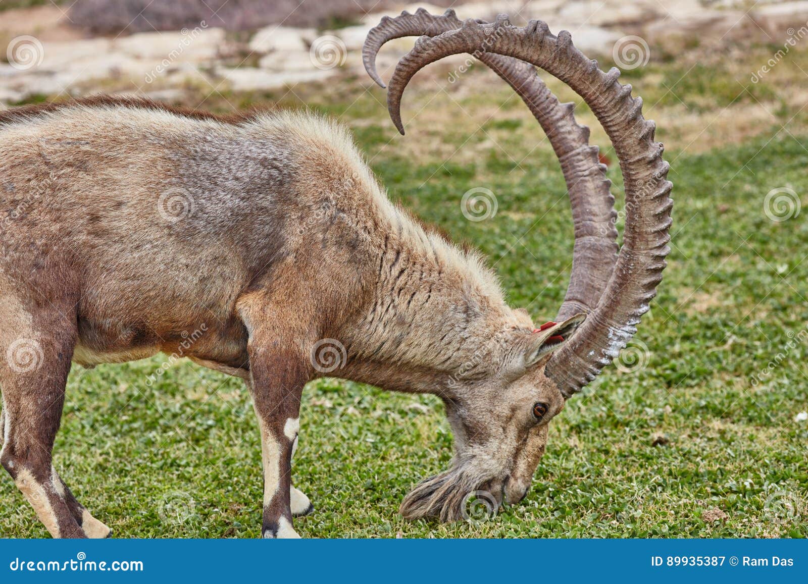 Stenbock I Mitzpe Ramon, Israel Fotografering för Bildbyråer - Bild av ...