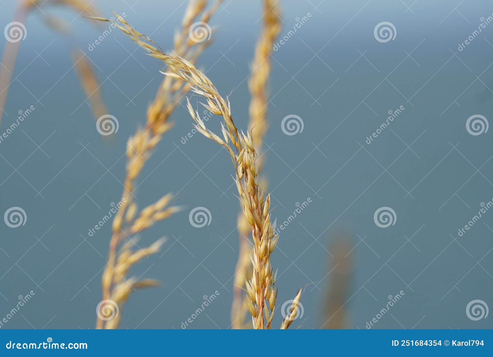 Stengel van graan stock foto. Image of droog, behang - 251684354