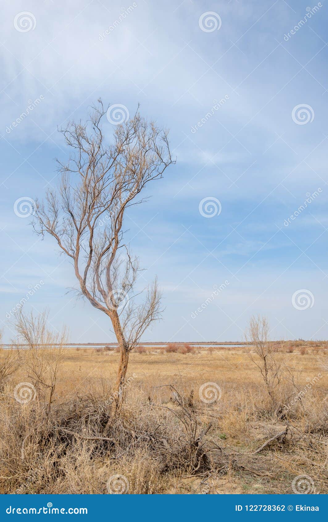 Step zdjęcie stock. Obraz złożonej z suchy, fielder - 122728362