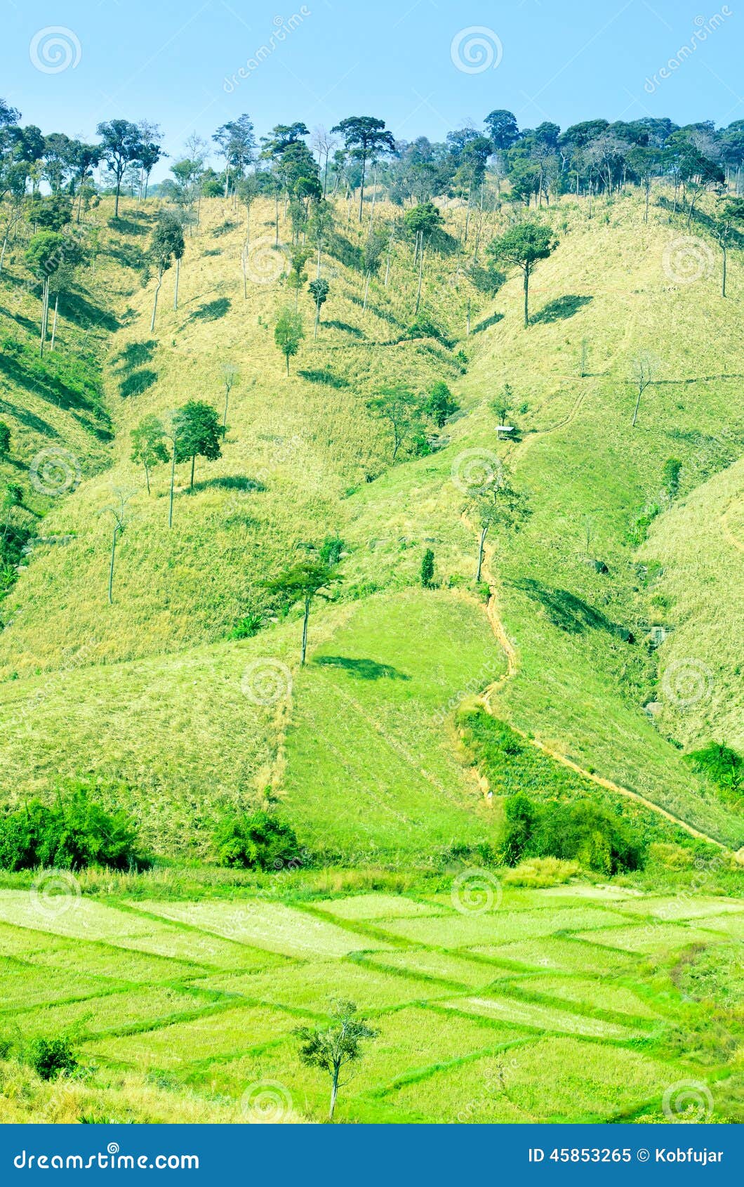 Step Cornfield and Rice Field Landscape Stock Image - Image of shack ...