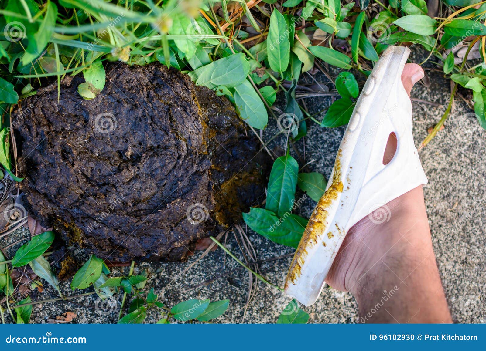 Step Cow Poo Stock Photos - Free & Royalty-Free Stock Photos from ...