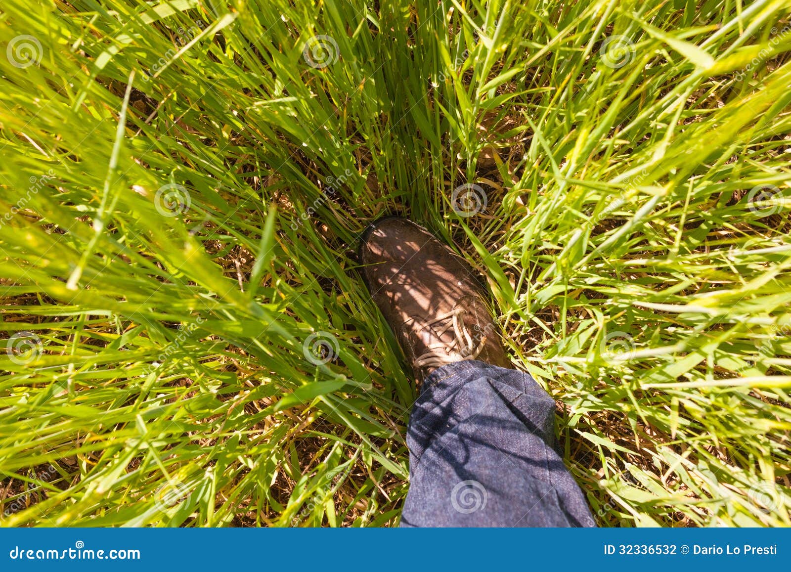 Step in the crop stock photo. Image of crop, food, barley - 32336532