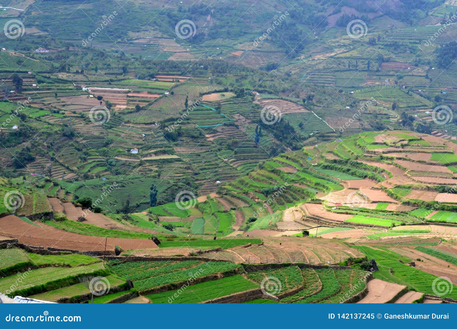 Step Cultivation in Poombarai Village Stock Image - Image of kodaikanal ...