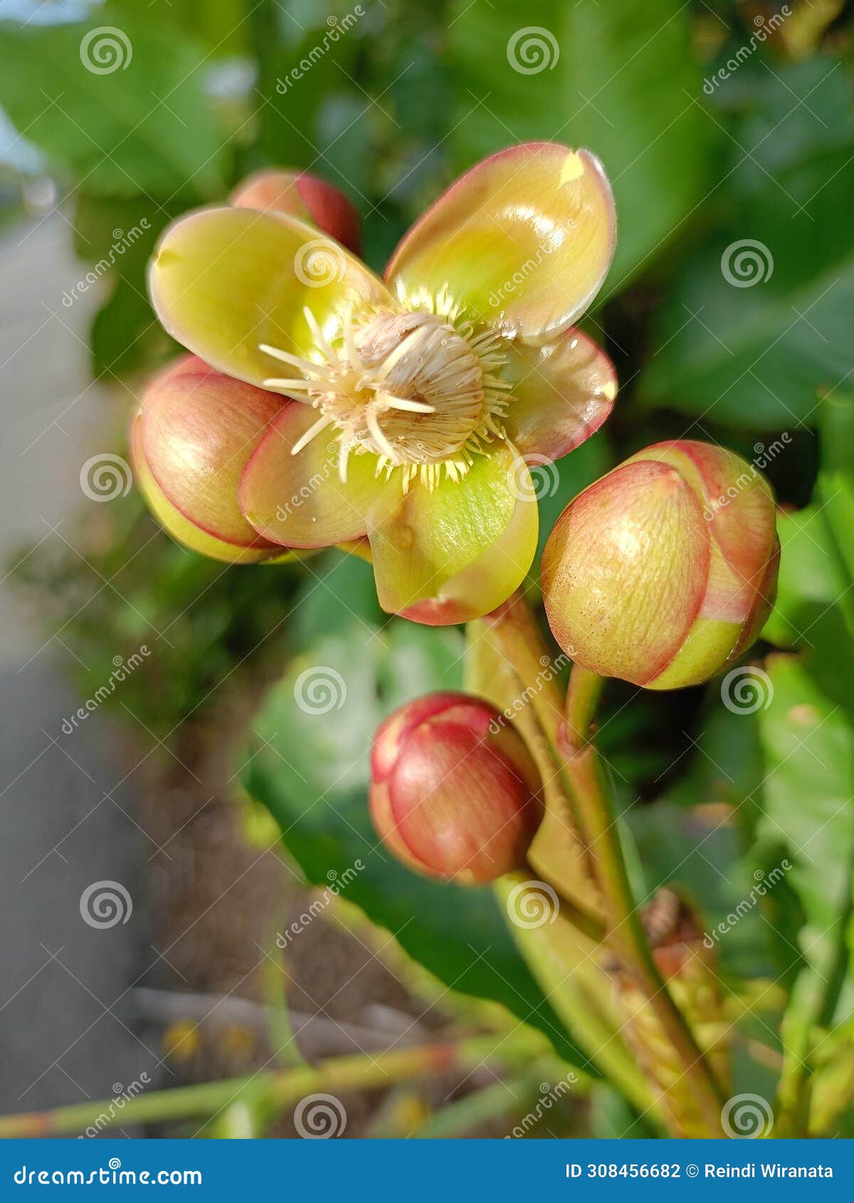 Wild Fruit that Blooms into Beautiful Wild Flowers in the Tropical ...