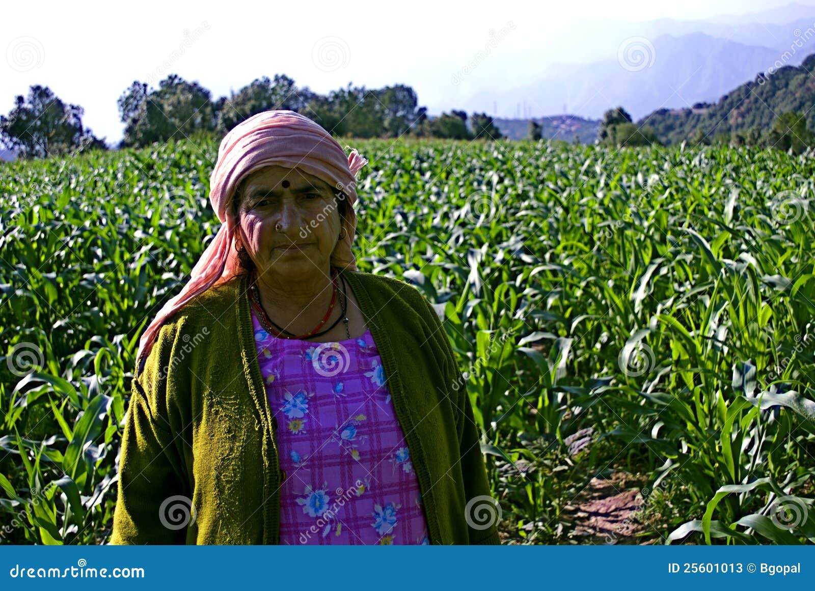 Step farming editorial stock photo. Image of employment - 25601013