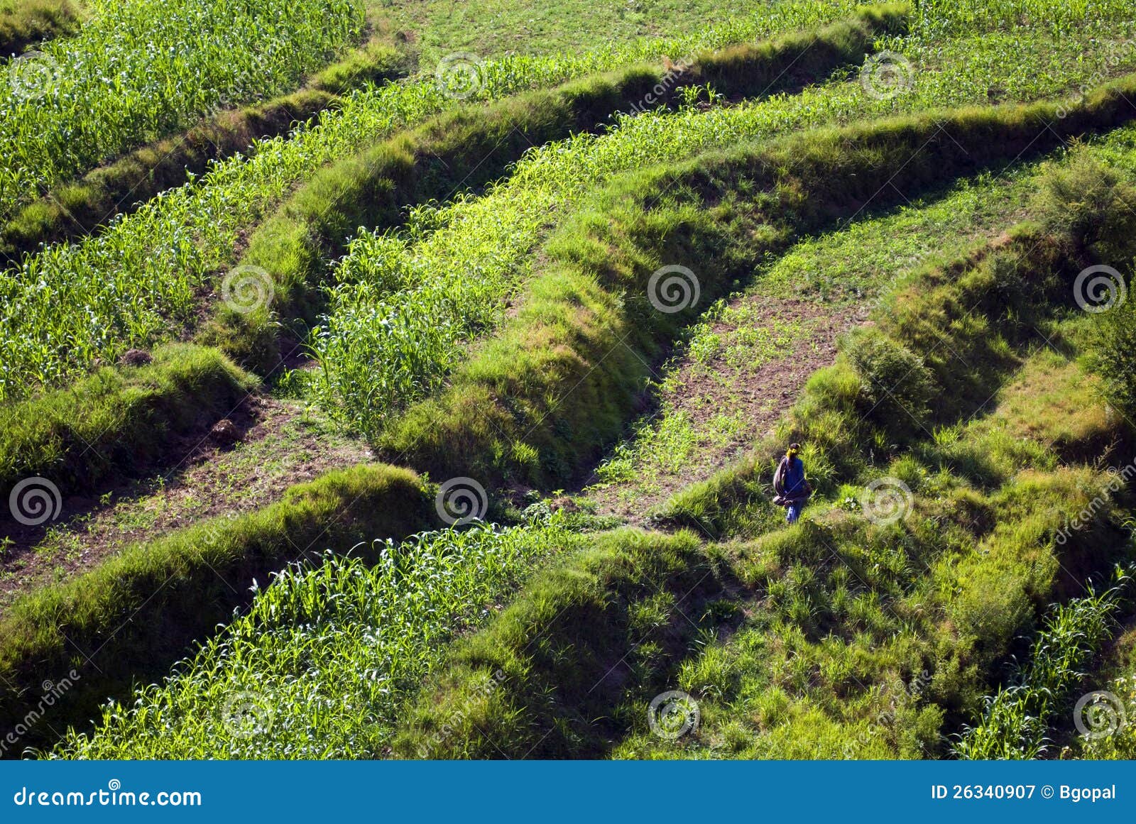 Step farming editorial photography. Image of dalhousie - 26340907