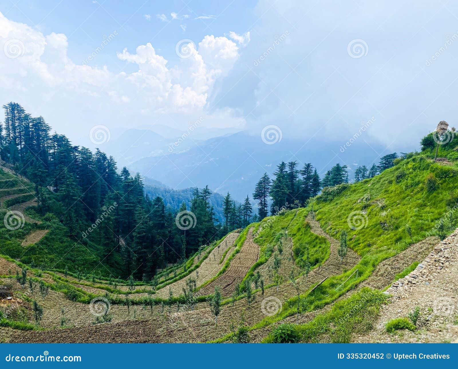 Step Farming in Himachal Pradesh Stock Photo - Image of land, high ...