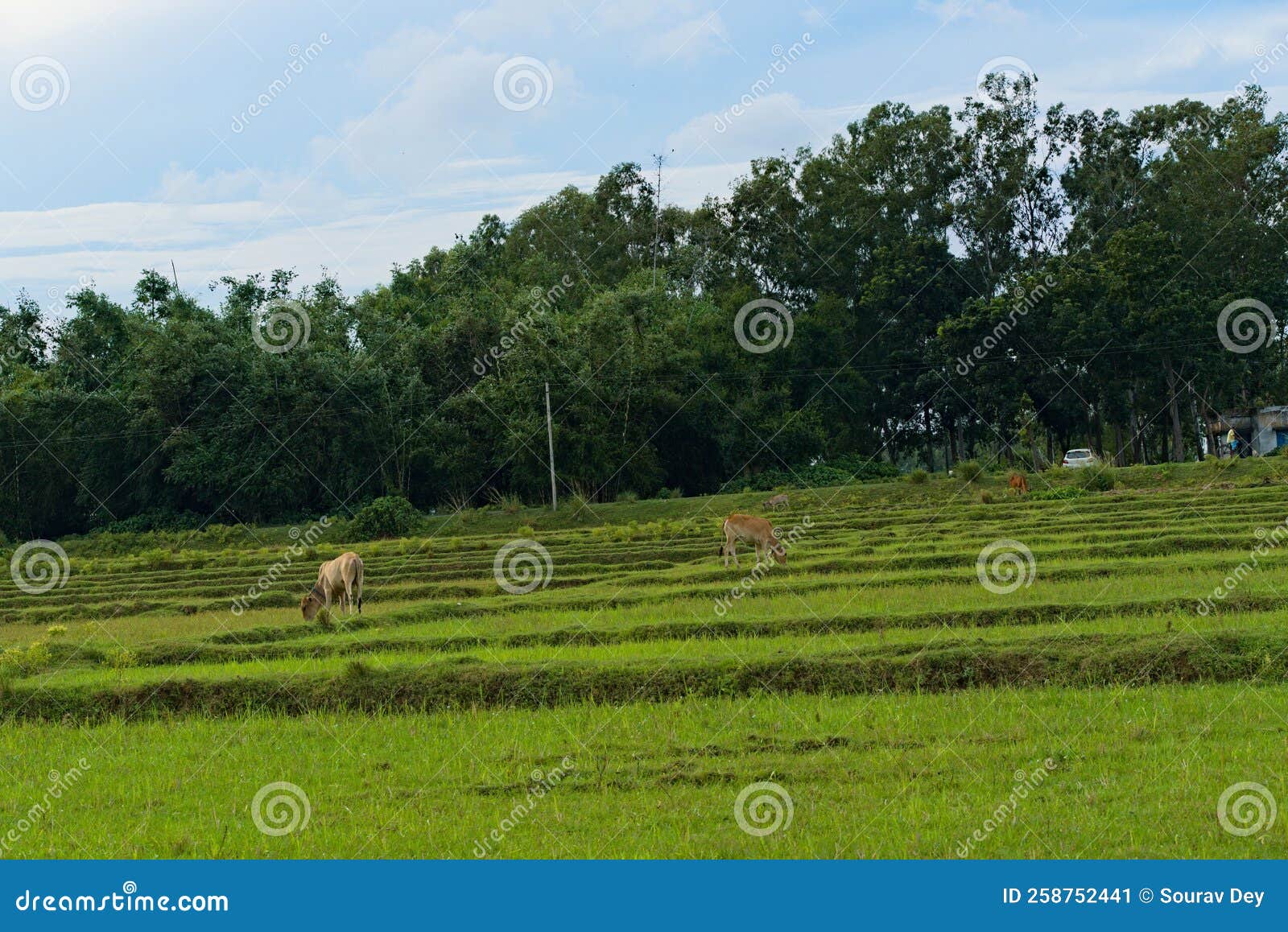 Step Farming Land Covered with Green Grass Stock Image - Image of rural ...