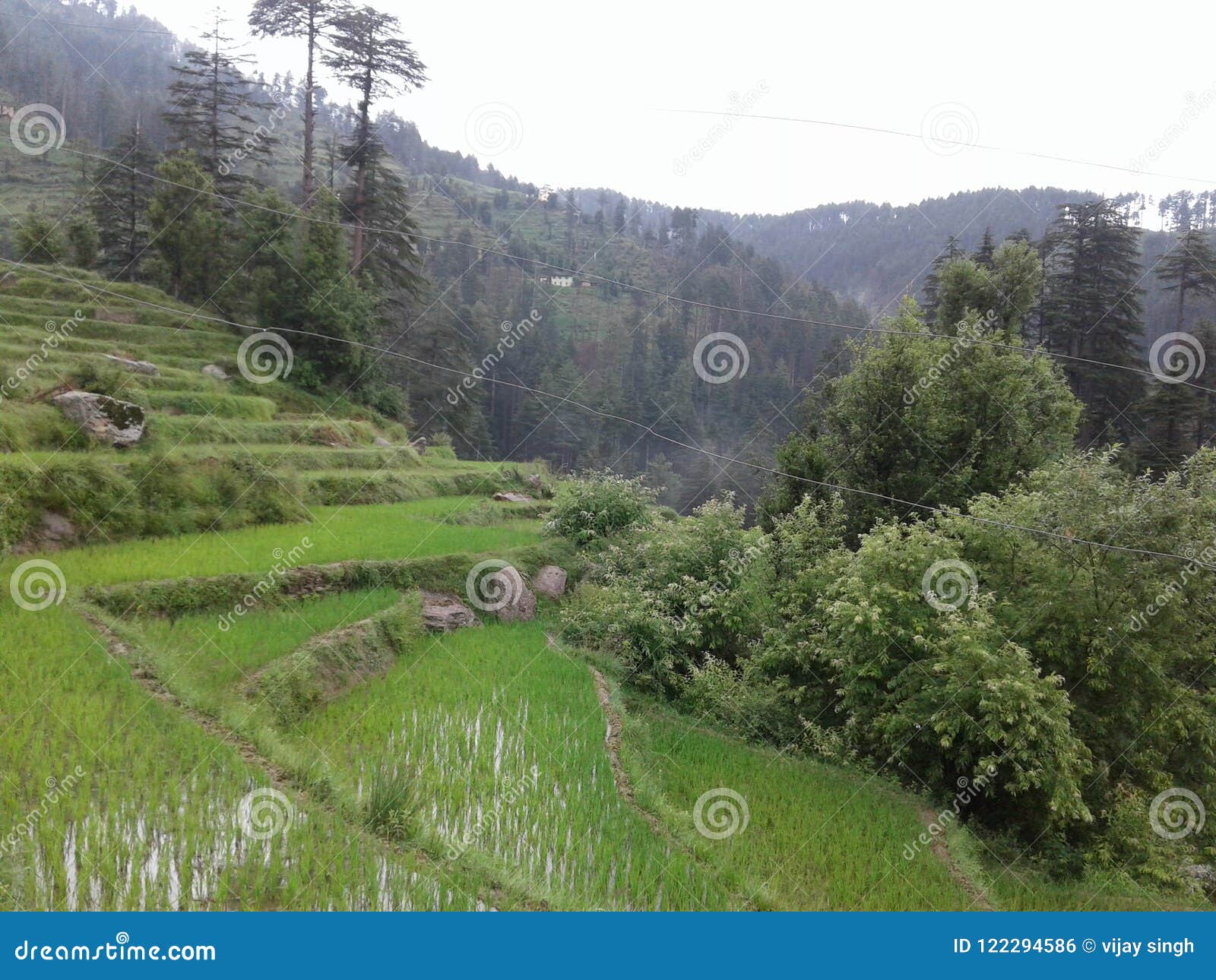 Step farming stock photo. Image of paddy, mountains - 122294586