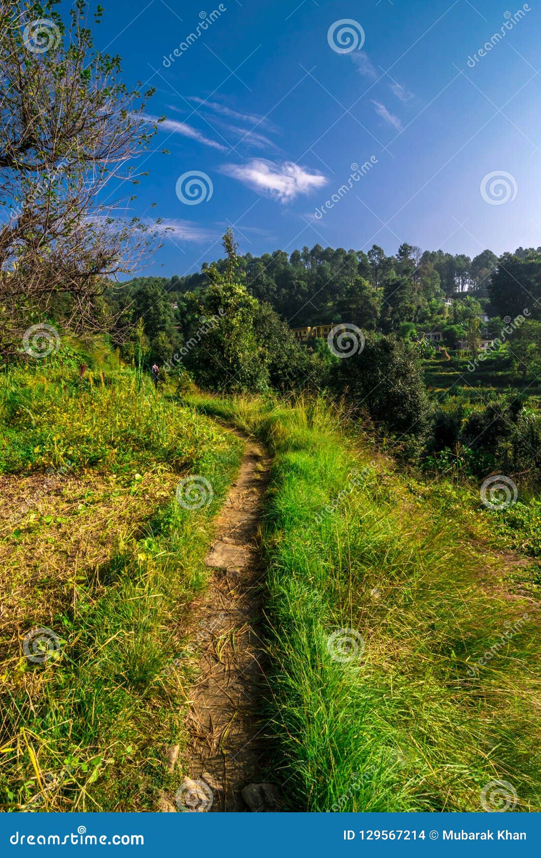 Step Farming in Mountains stock photo. Image of hill - 129567214