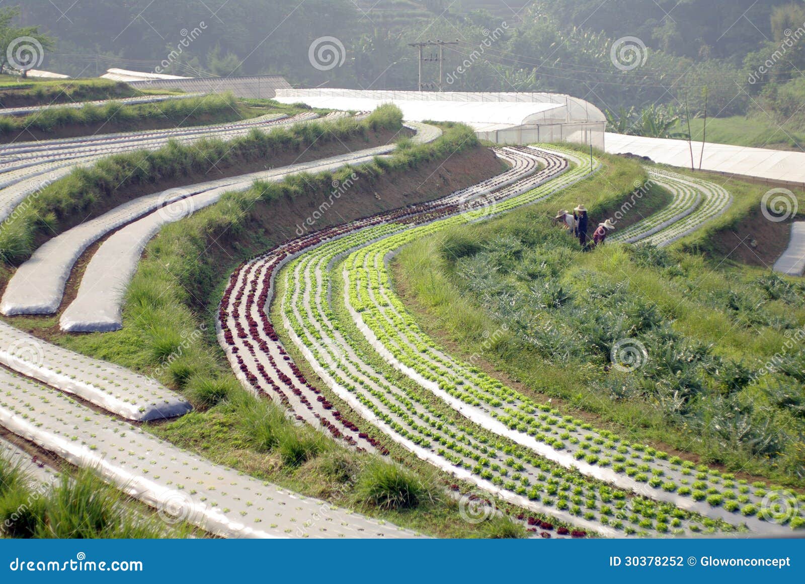 Step farming stock photo. Image of environment, chiangmai - 30378252