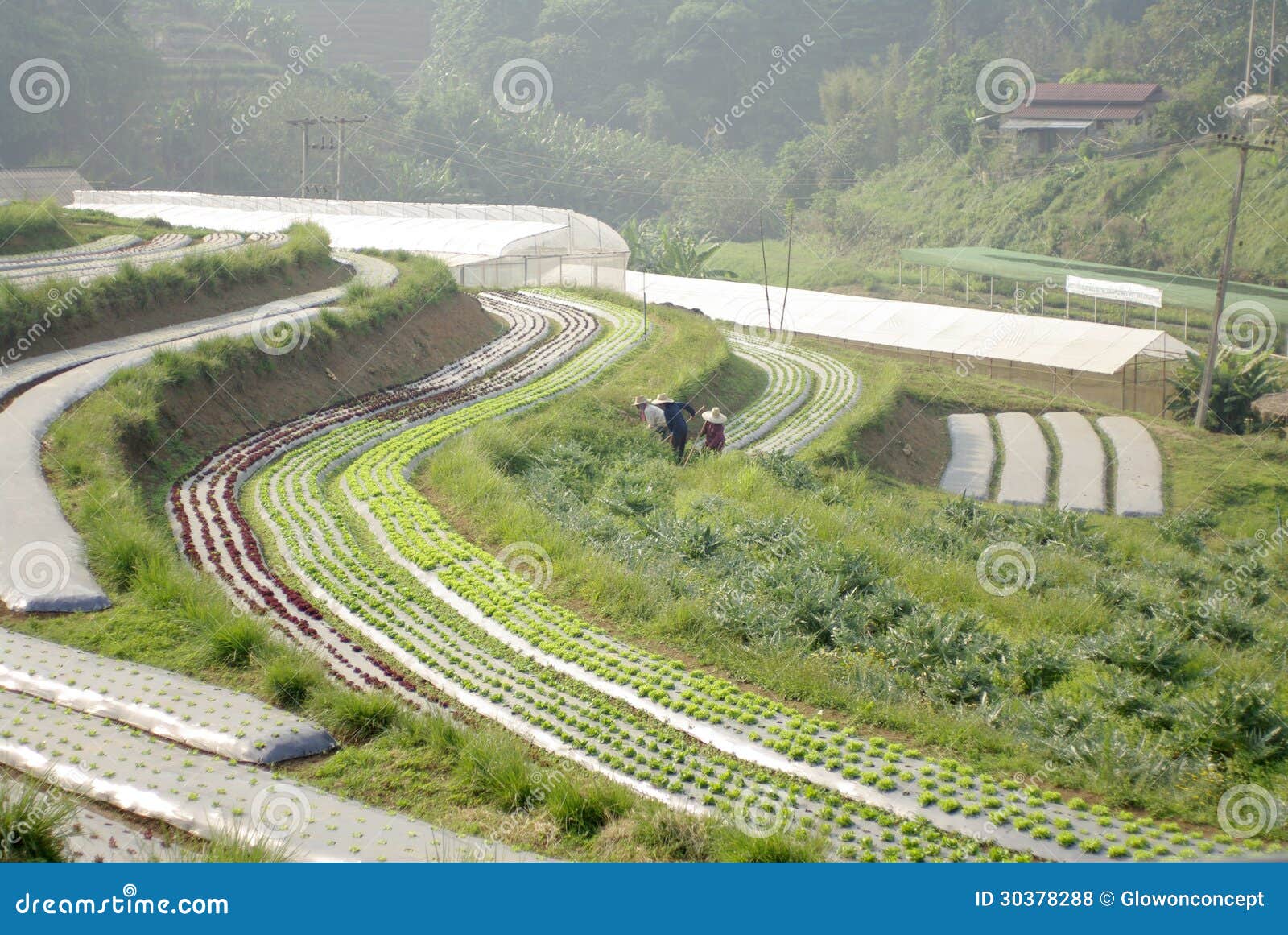 Step farming stock photo. Image of fertile, environment - 30378288
