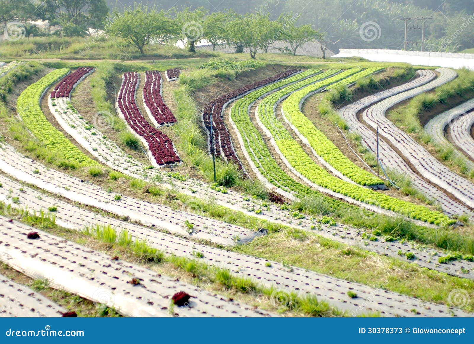 Step farming stock image. Image of crop, culture, agricultural - 30378373