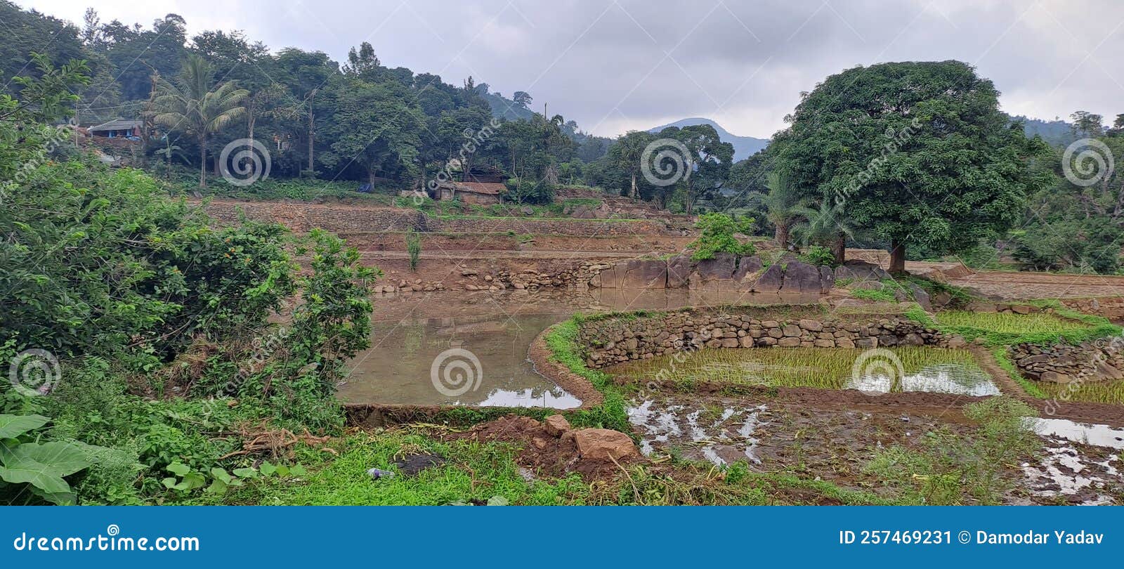 Step farming in village stock image. Image of plantation - 257469231