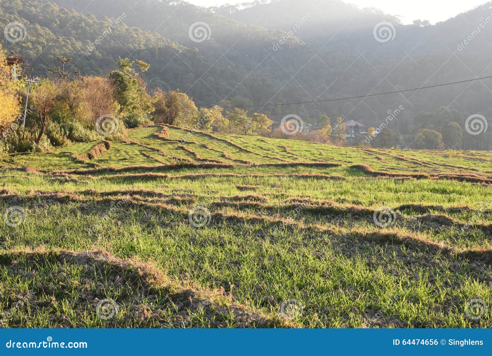 Step Farming of Wheat in Hilly State Himachal in India Stock Photo ...