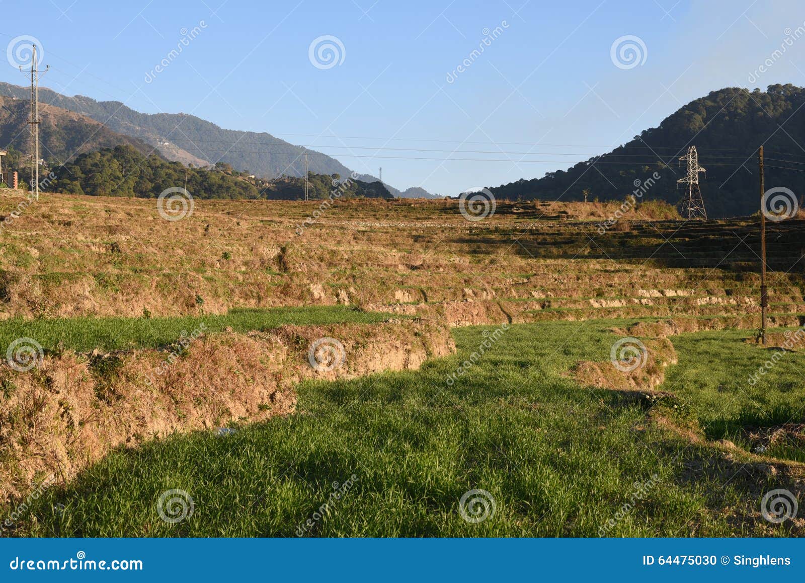 Step Farming of Wheat in Hilly State Himachal in India Stock Photo ...