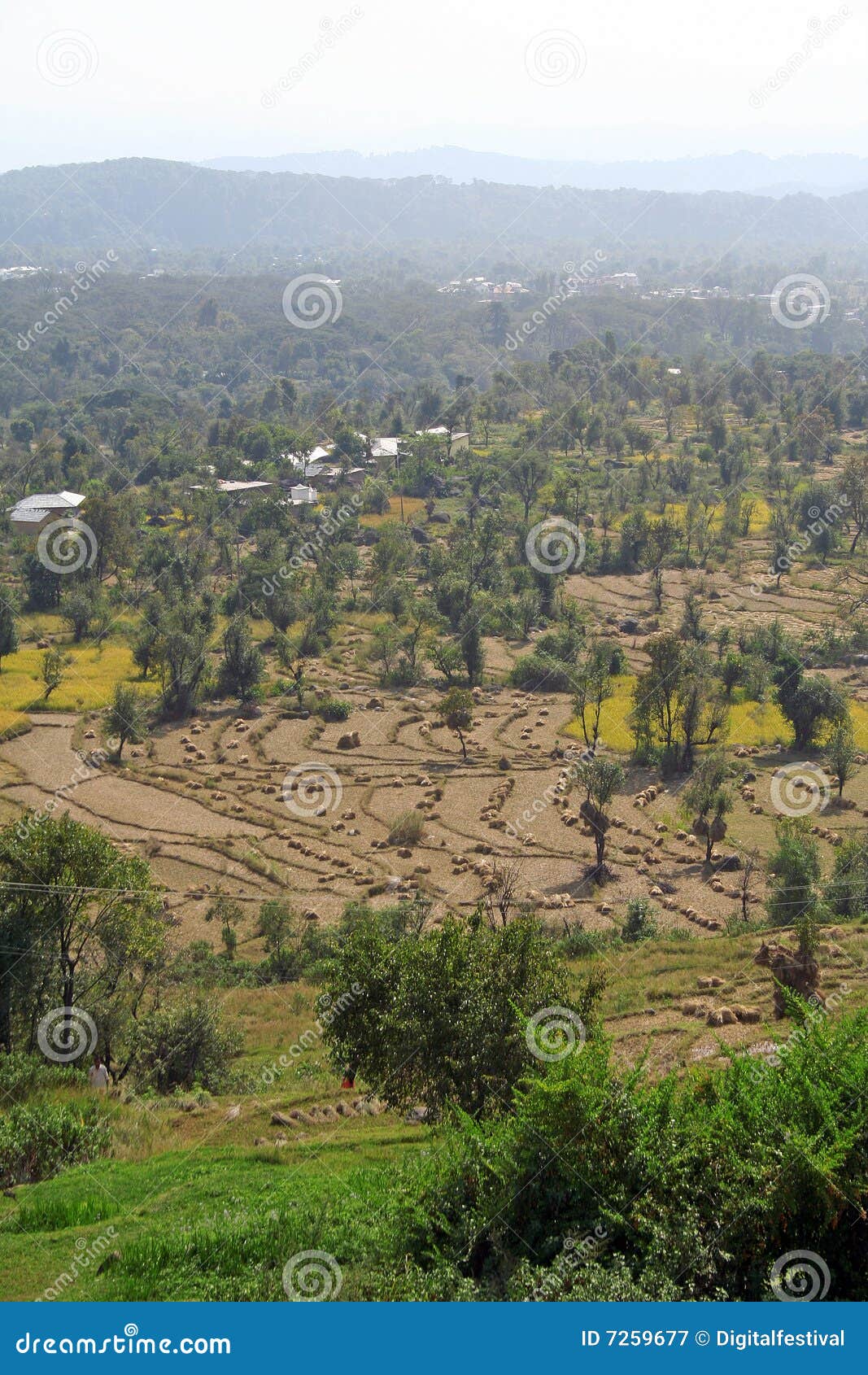 Step Farms In Himalayan Valley In Uttarakhand, India Royalty-Free Stock ...