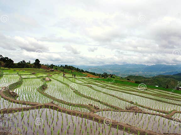 Step Field stock photo. Image of farm, terrace, agriculture - 89355202