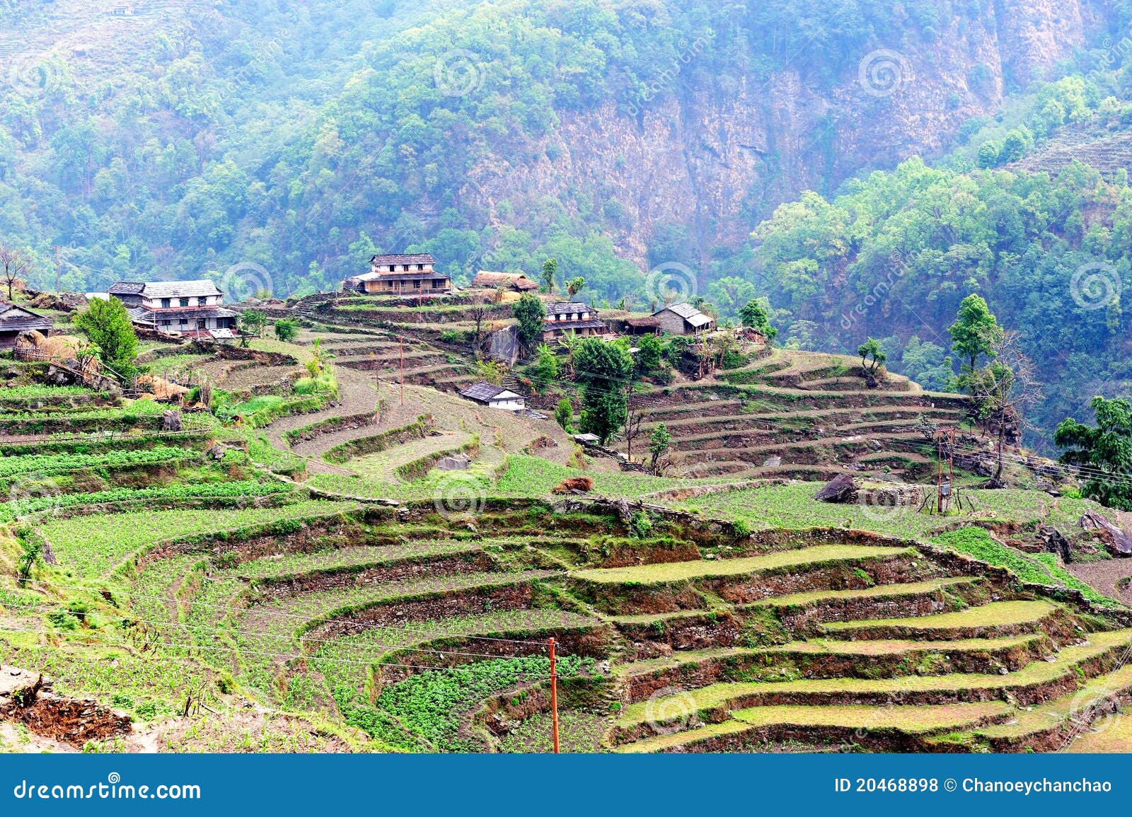 Step Field, Poon Hill, Nepal Stock Photo - Image of formation, land ...