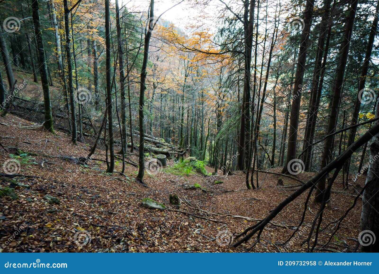 Step Foot Path through Forest in Autumn Stock Photo - Image of forest ...