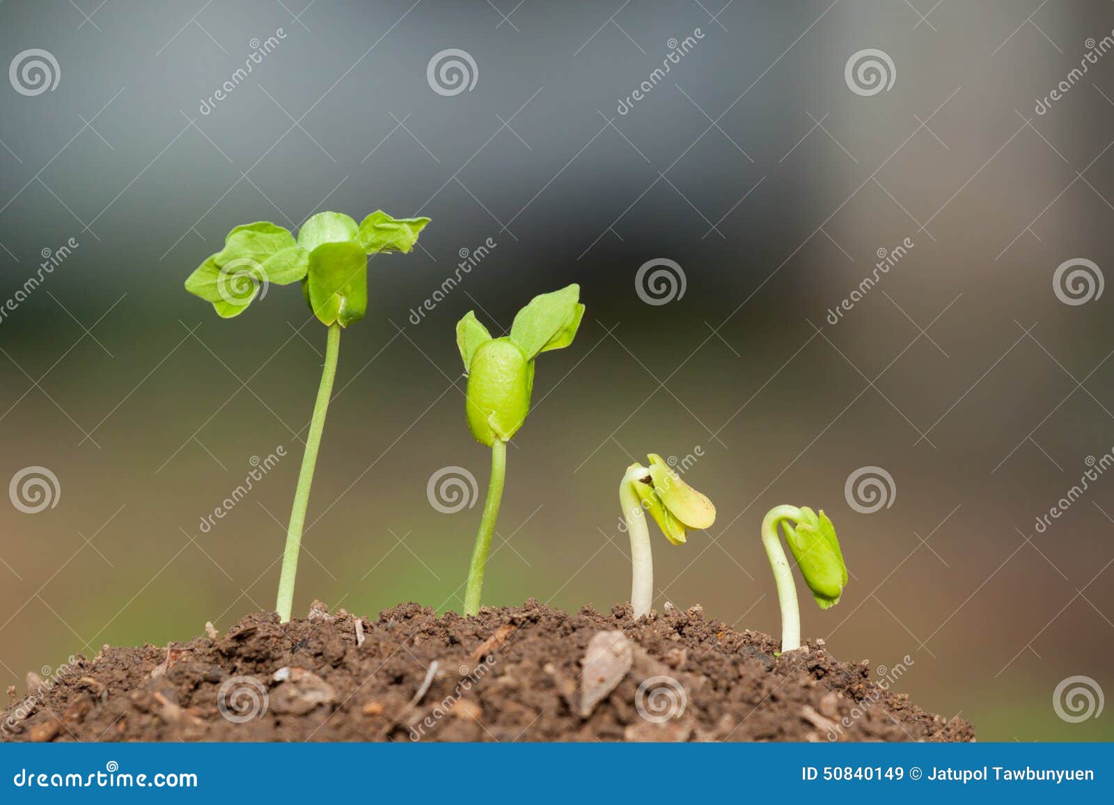 Step of growing stock image. Image of ground, foliage - 50840149