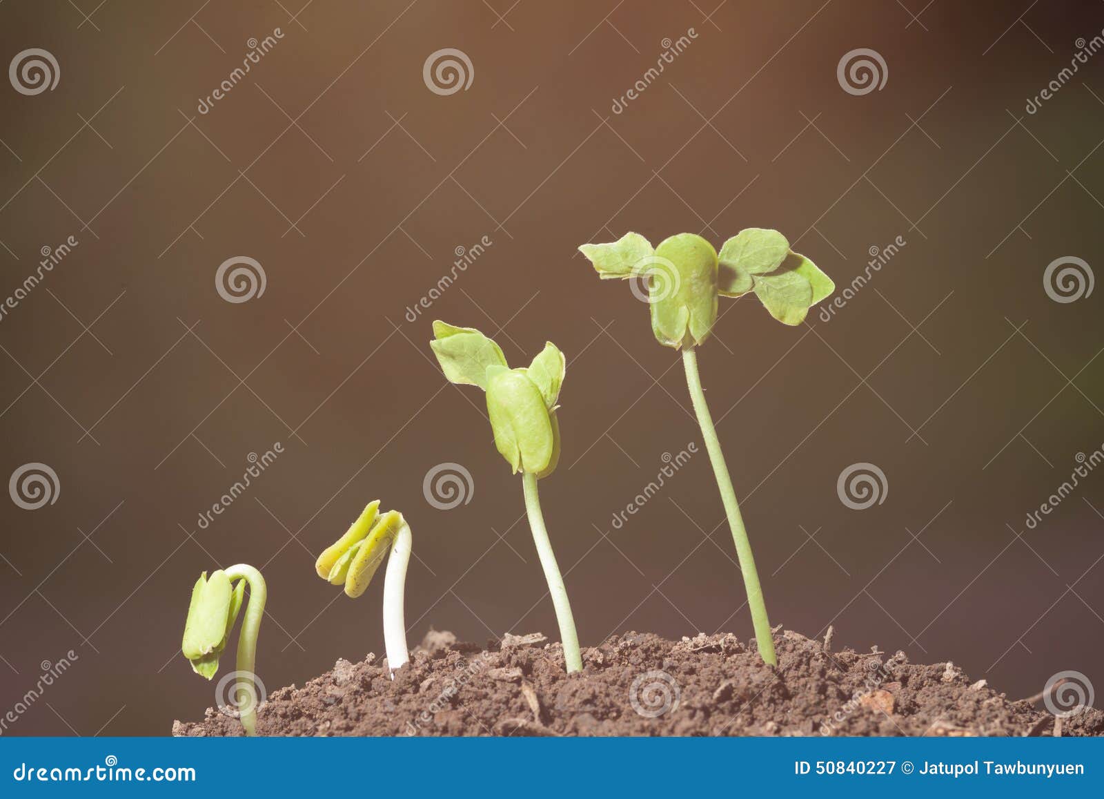 Step of growing stock image. Image of ecology, country - 50840227