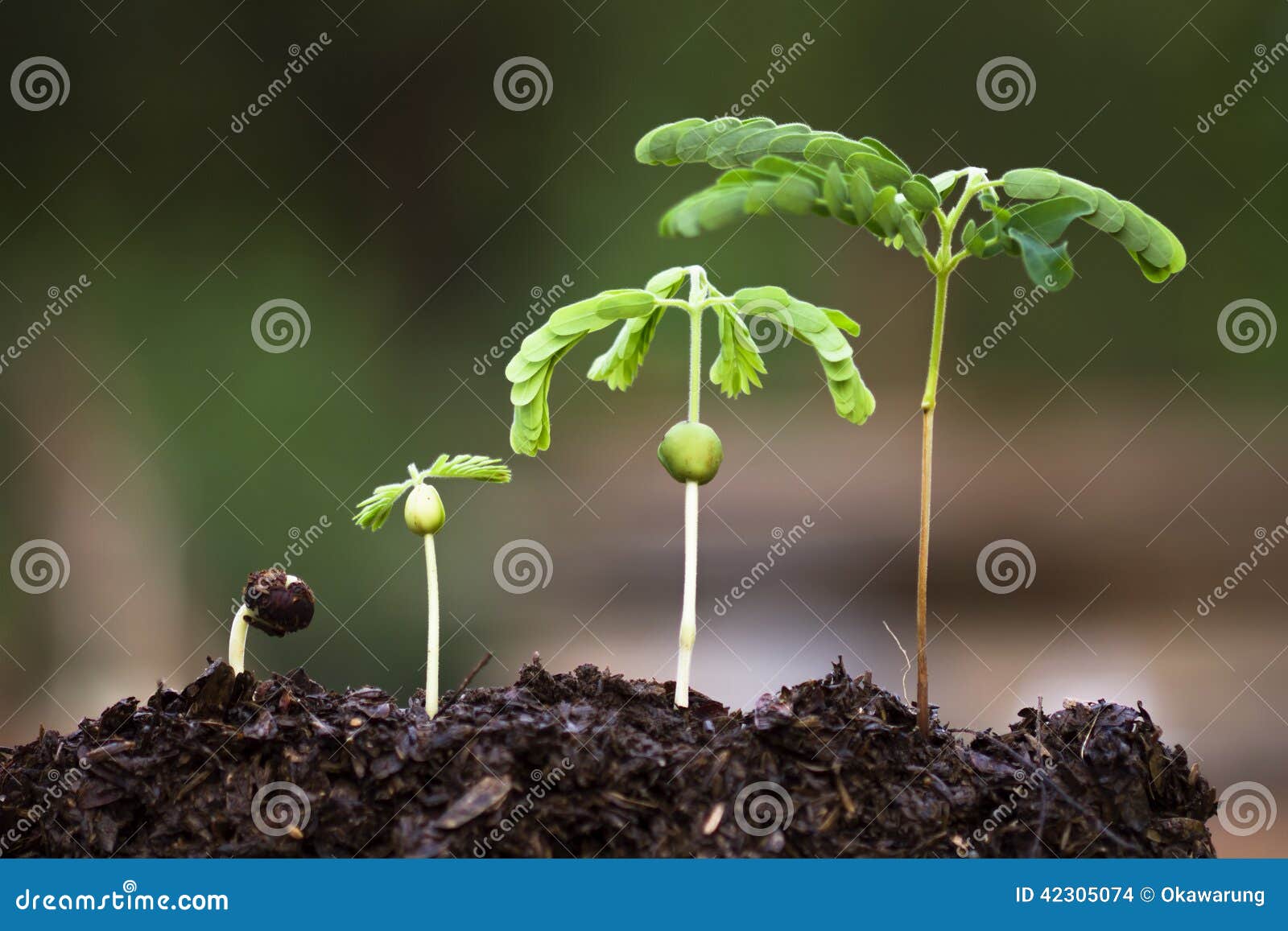 Step of growing tamarind stock photo. Image of farm, healthy - 42305074