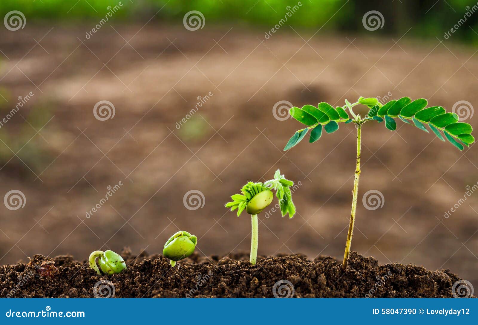Step of growing tamarind stock photo. Image of cultivated - 58047390
