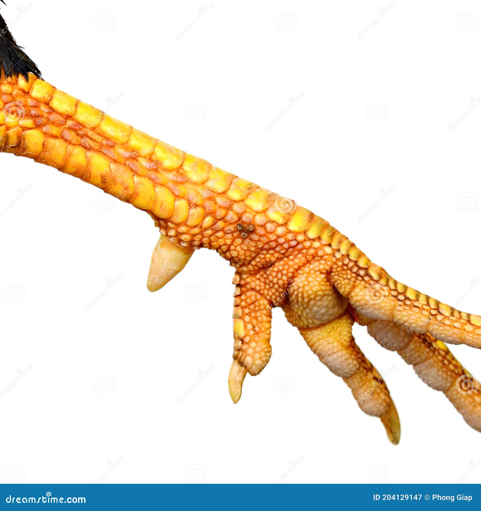 Step makes chicken foot. stock image. Image of feet - 204129147