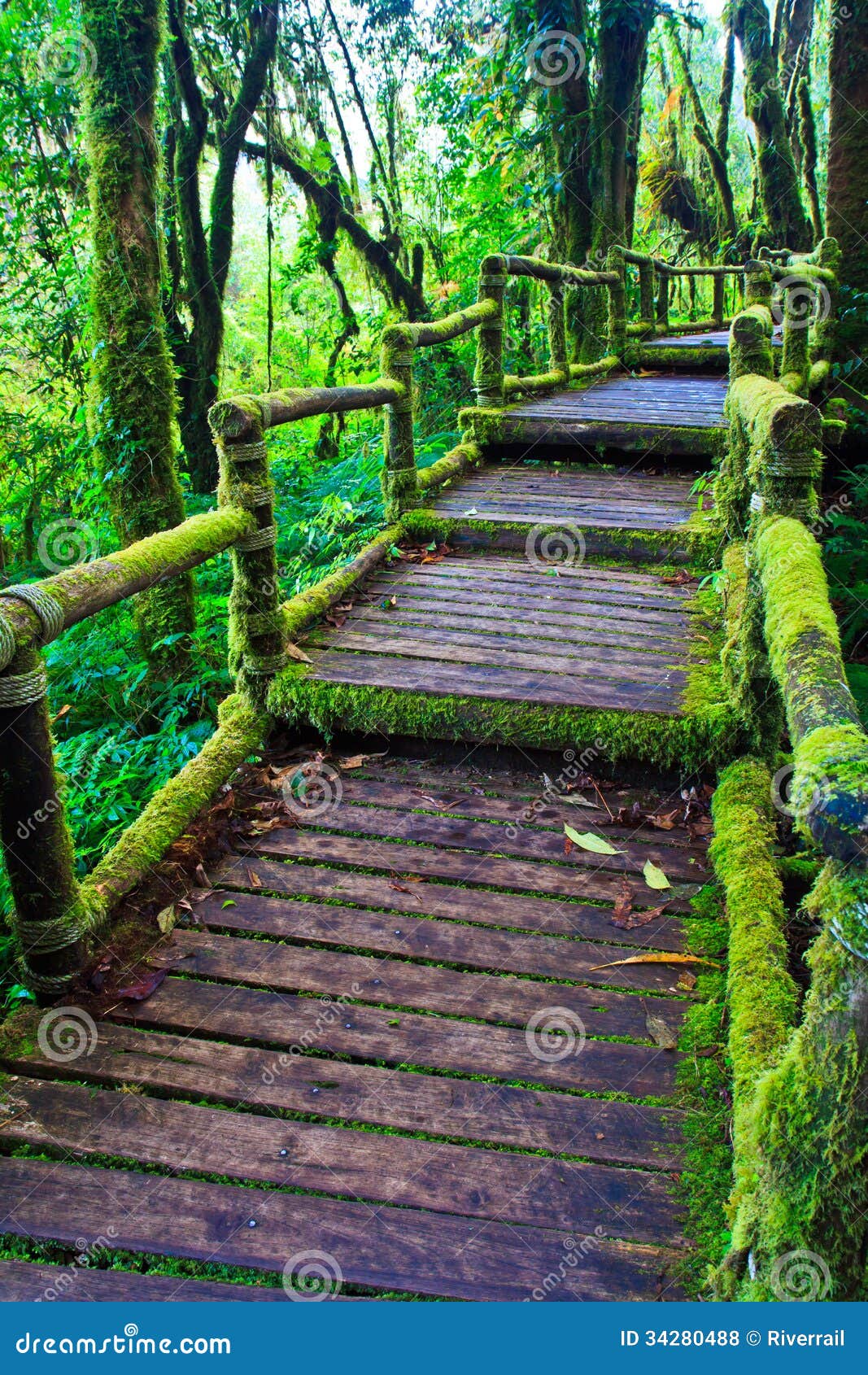 Step with Moss in the Forest Stock Photo - Image of moss, landscape ...