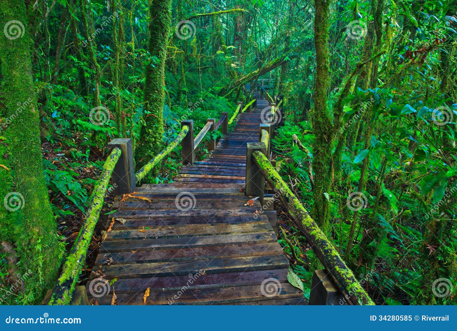 Step with Moss in the Forest Stock Image - Image of daylight, branch ...