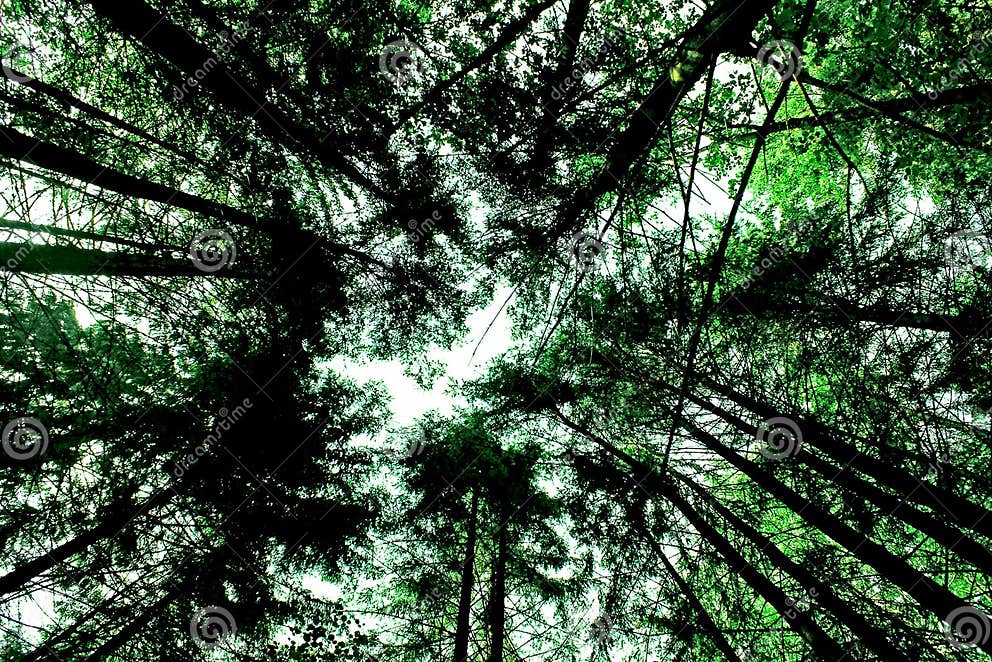 Step in nature stock image. Image of trees, wood, life - 93765593