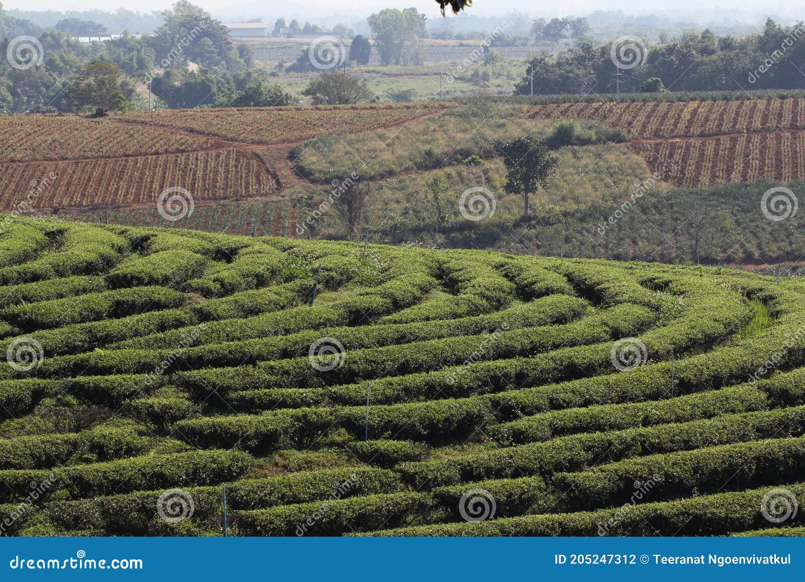 Step Pattern on the Hill of Tea Plantations Farm, Nature Mountain ...