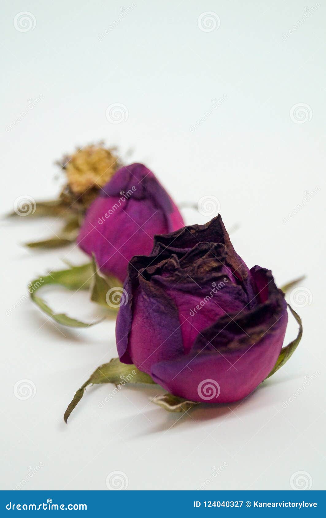 Step of pink roses wilted. stock image. Image of bloom - 124040327