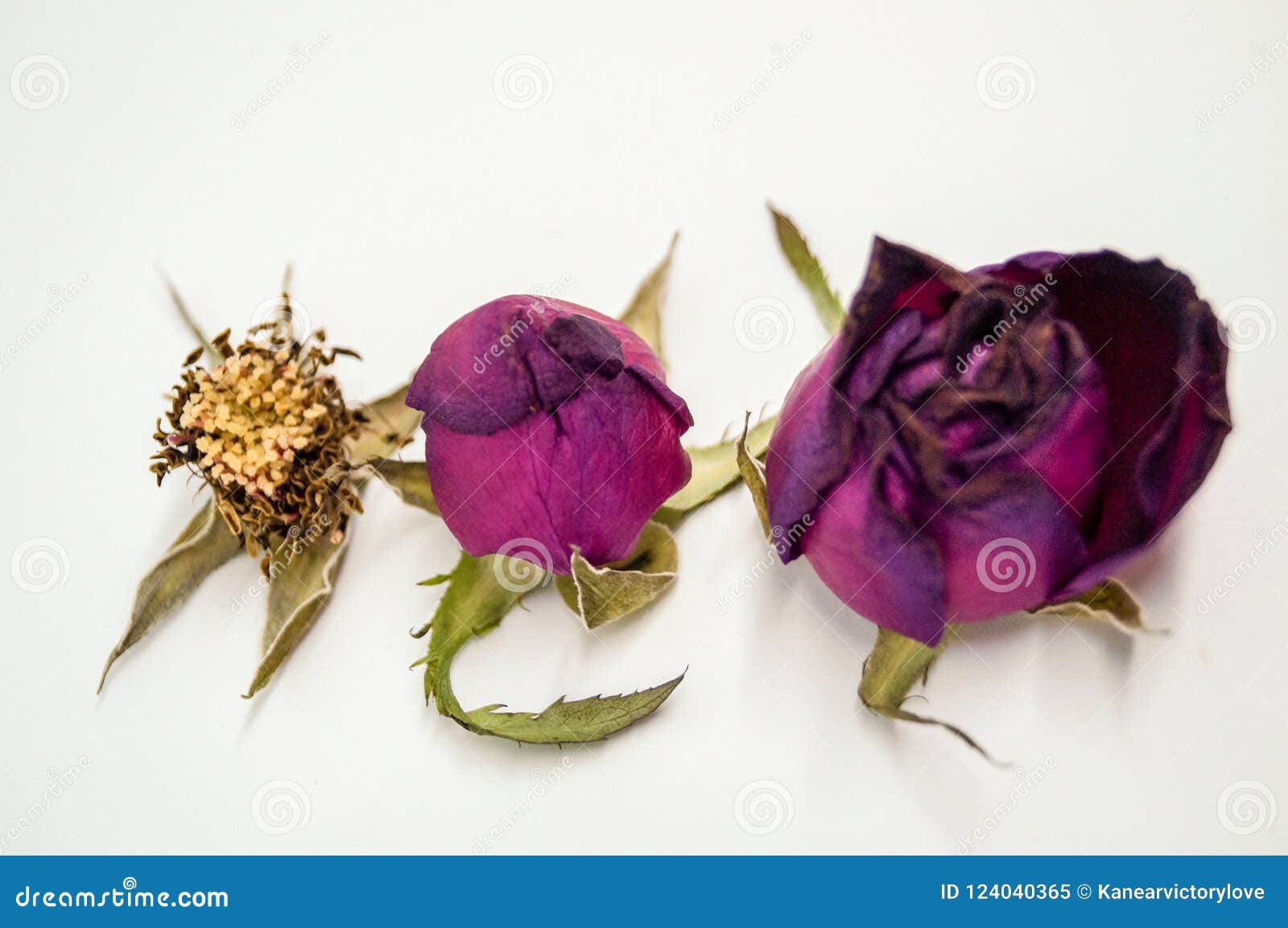 Step of pink roses wilted. stock image. Image of flowers - 124040365