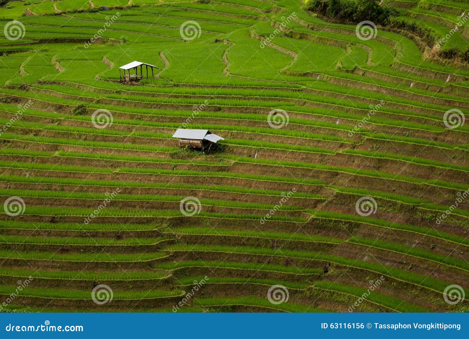 Step Rice Farming Plantation Stock Photo - Image of cultivation, plant ...