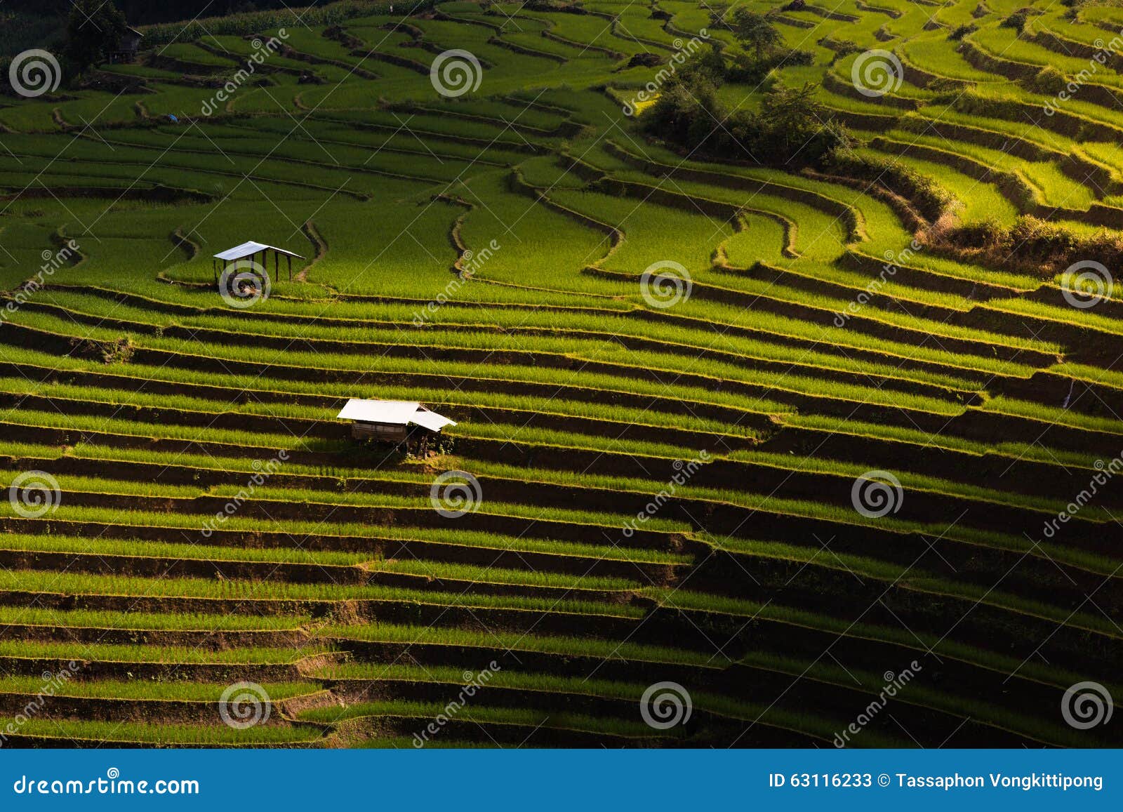 Step Rice Farming Plantation Stock Image - Image of outdoor, bongpiang ...