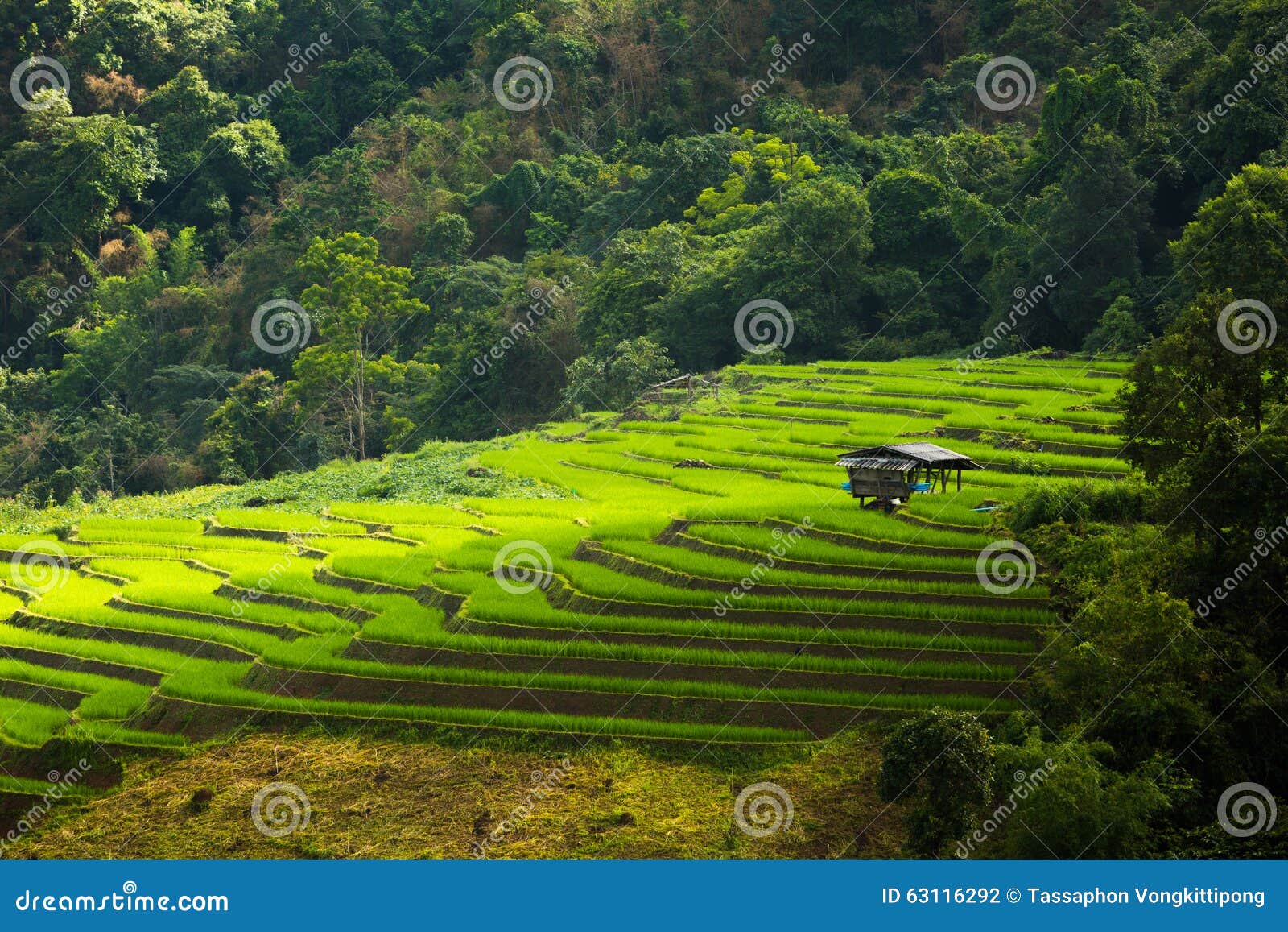 Step Rice Farming Plantation Stock Photo - Image of landscape, farming ...